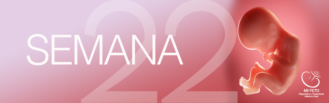 Semana 22 - Mi Feto