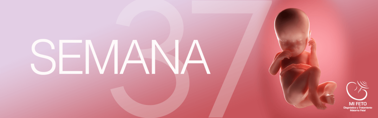 Semana 37 - Mi Feto